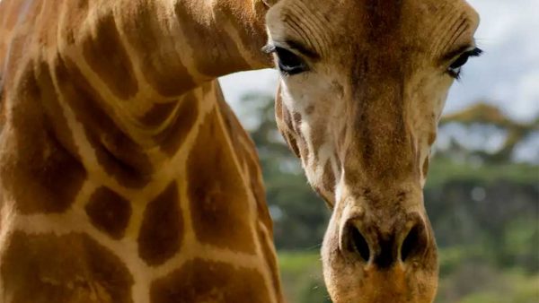 Curious Thinkers | Guardian Childcare & Education